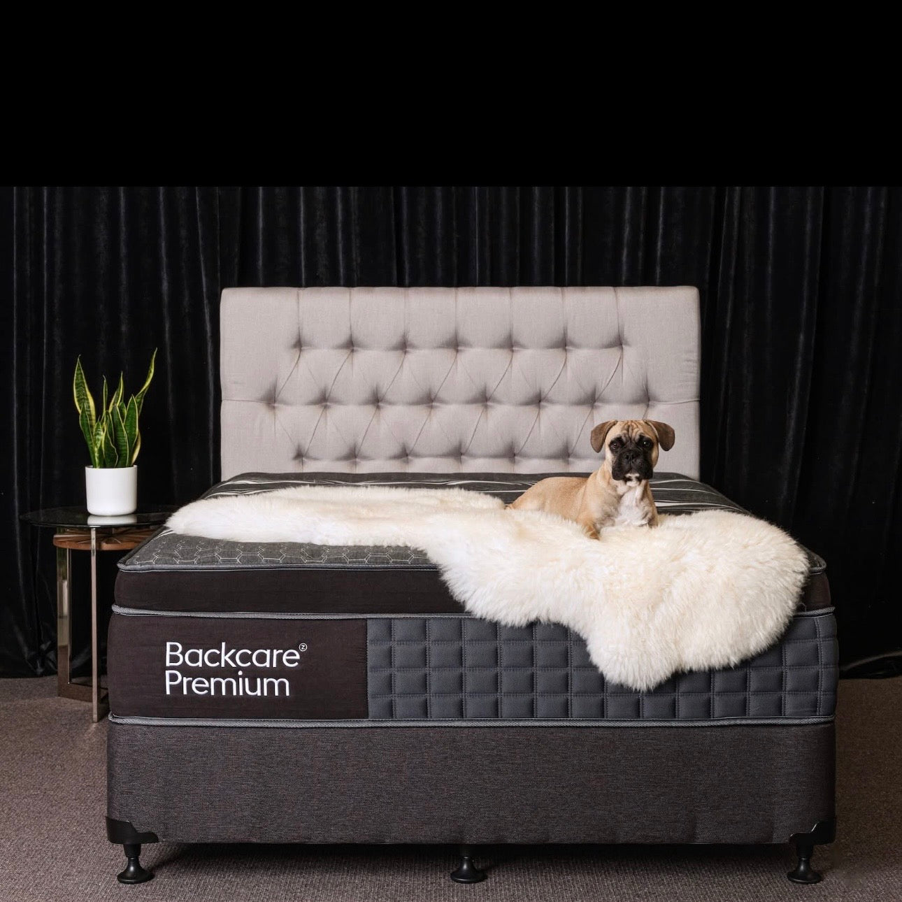 Backcare Premium Beds & Mattresses | Direct Furniture Outlet | Napier